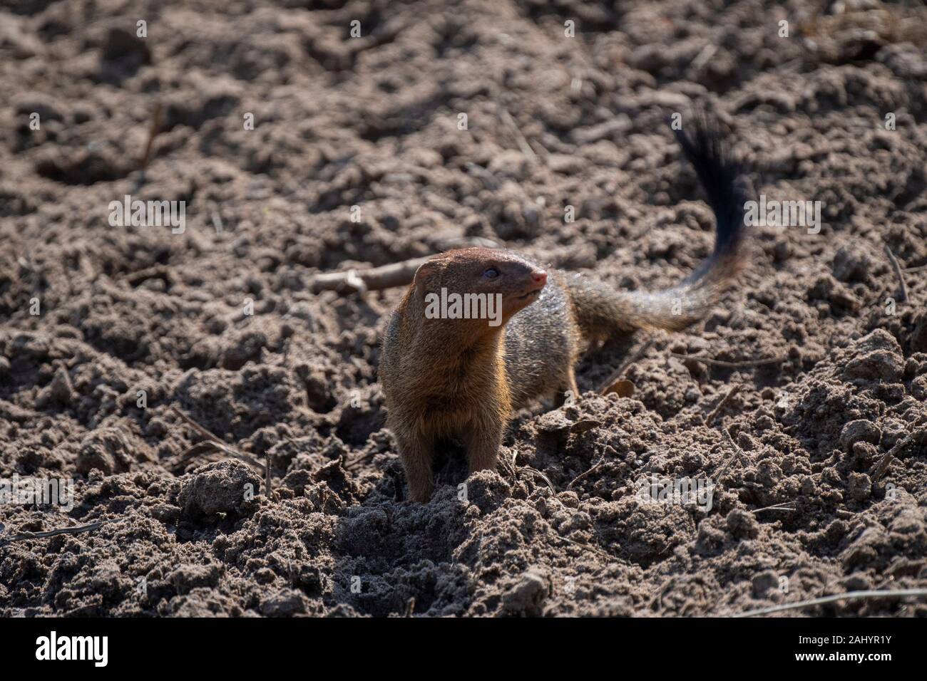 Slender Mongoose, Galerella sanguinea, uMkhuze Game Reserve, South ...
