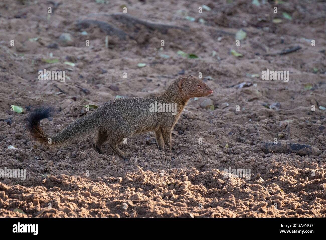 Slender Mongoose, Galerella sanguinea, uMkhuze Game Reserve, South ...
