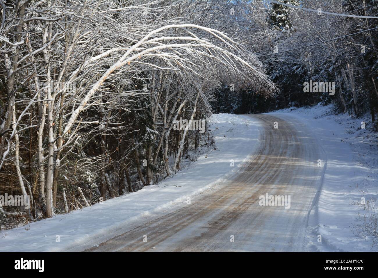 Bending trees hi-res stock photography and images - Alamy