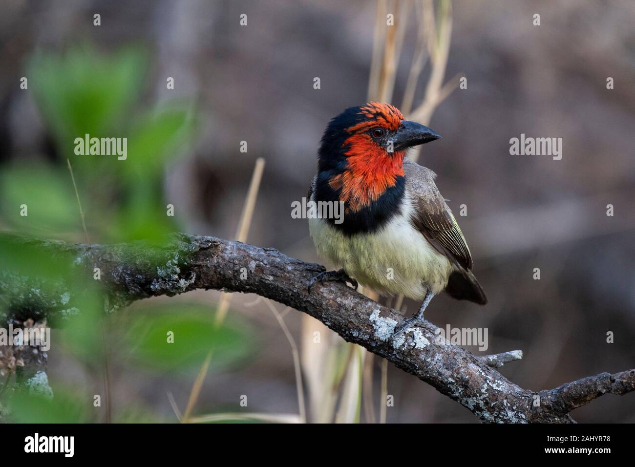 Black-collared barbet, Lybius torquatus, uMkhuze Game Reserve, South ...
