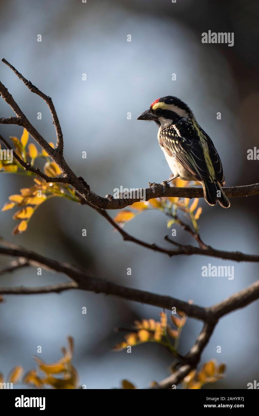 Red-fronted tinkerbird, Pogoniulus pusillus, uMkhuze Game Reserve ...