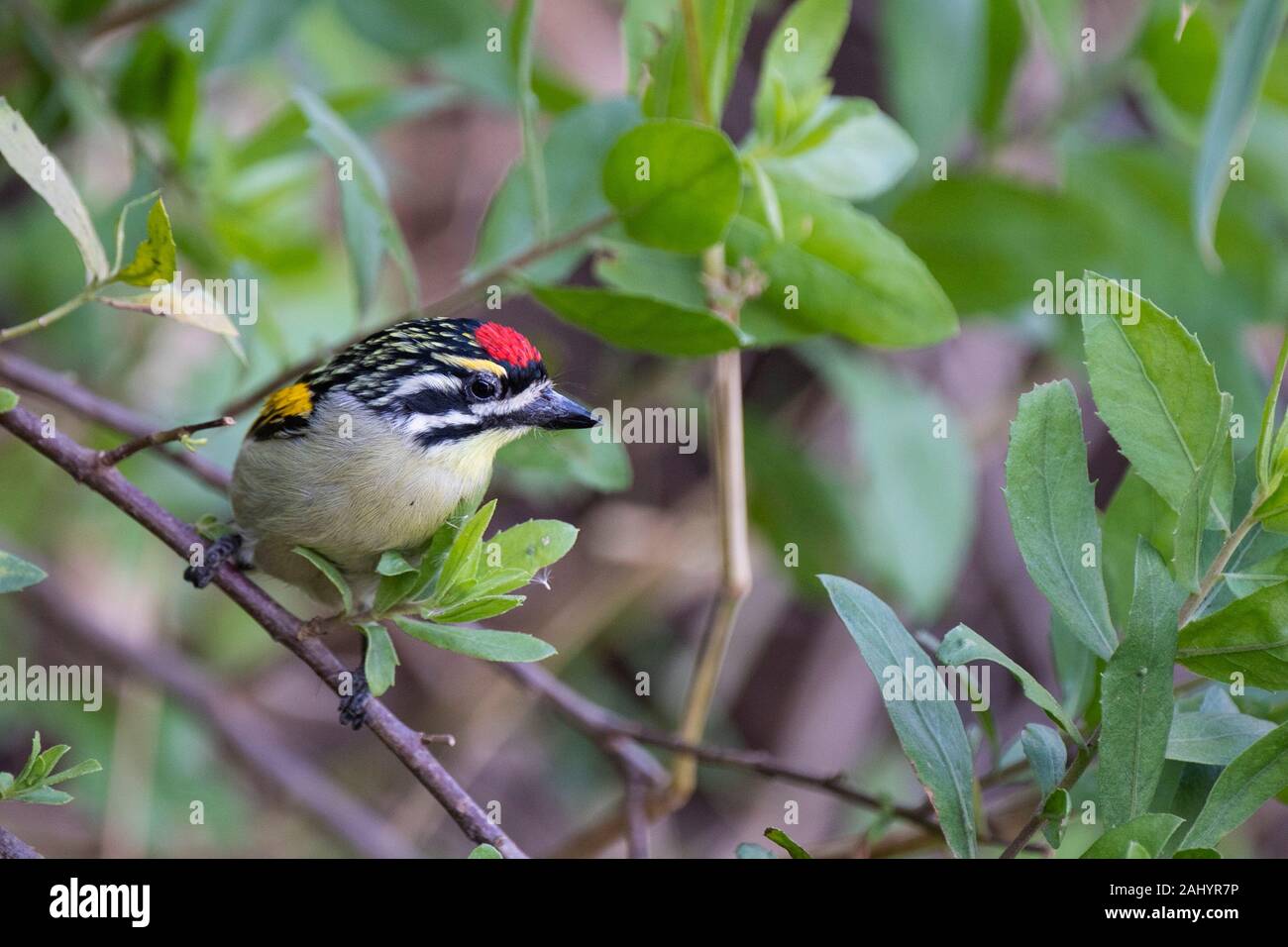 Red-fronted tinkerbird, Pogoniulus pusillus, uMkhuze Game Reserve ...