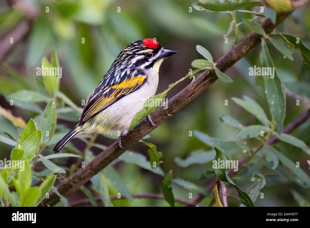 Red-fronted tinkerbird, Pogoniulus pusillus, uMkhuze Game Reserve ...
