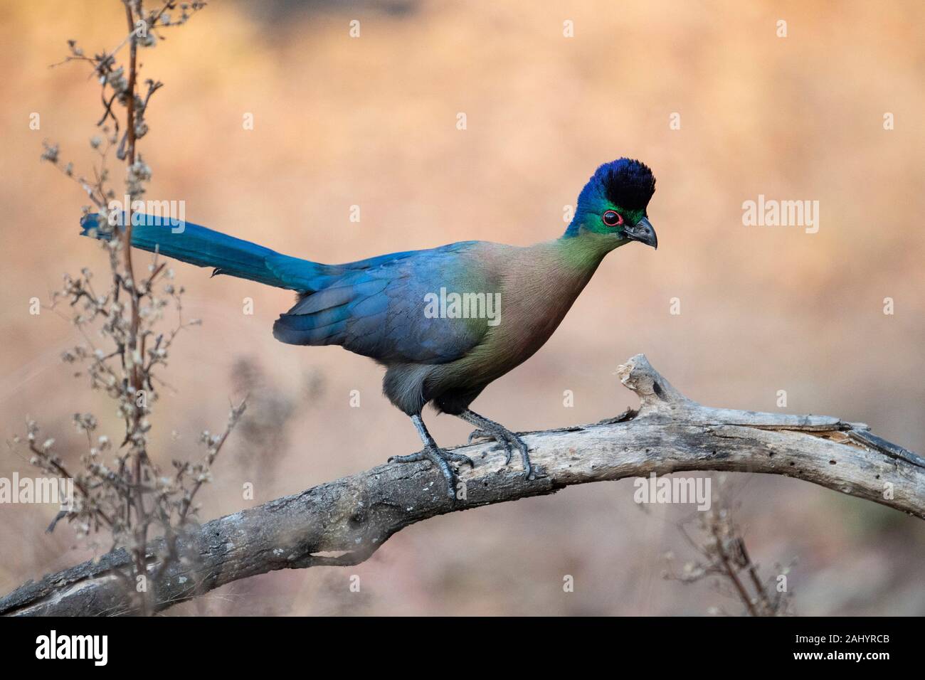 Purple-crested Turaco, Tauraco porphyreolophus, uMkhuze Game Reserve ...