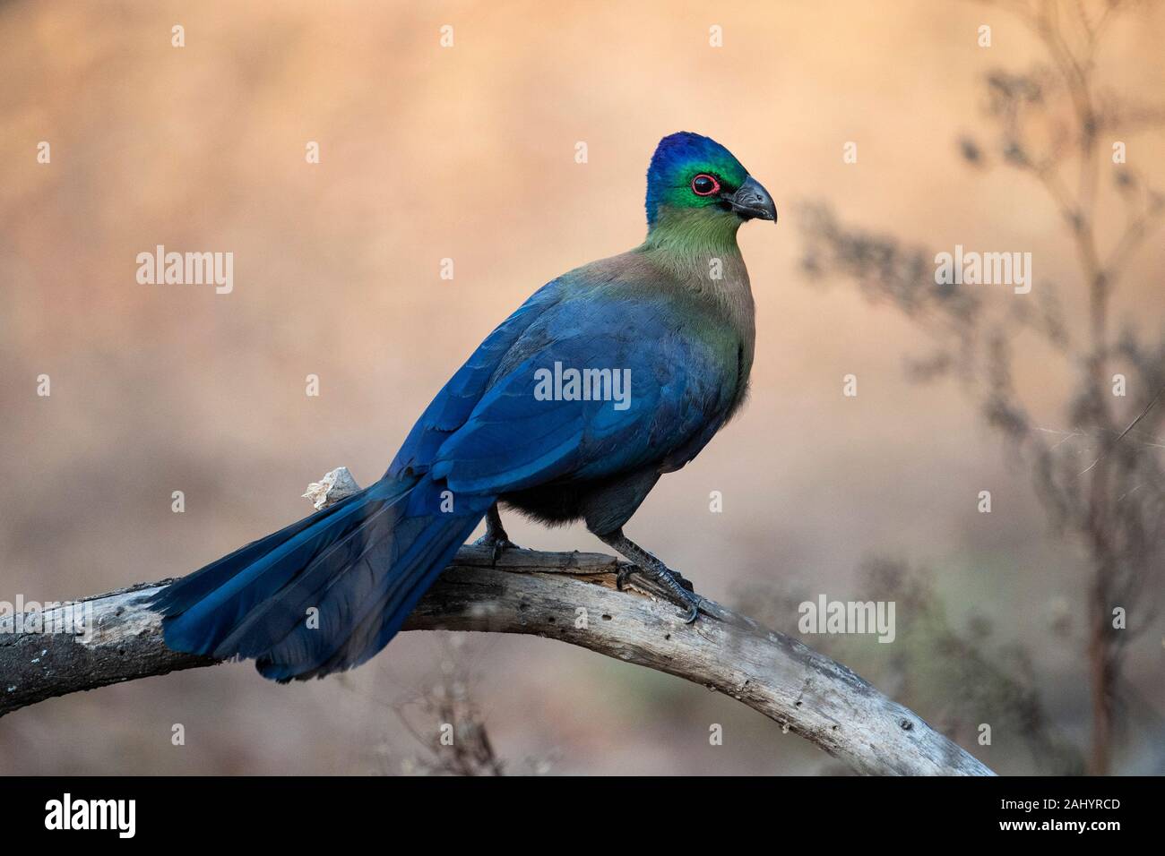 Purple-crested Turaco, Tauraco porphyreolophus, uMkhuze Game Reserve ...