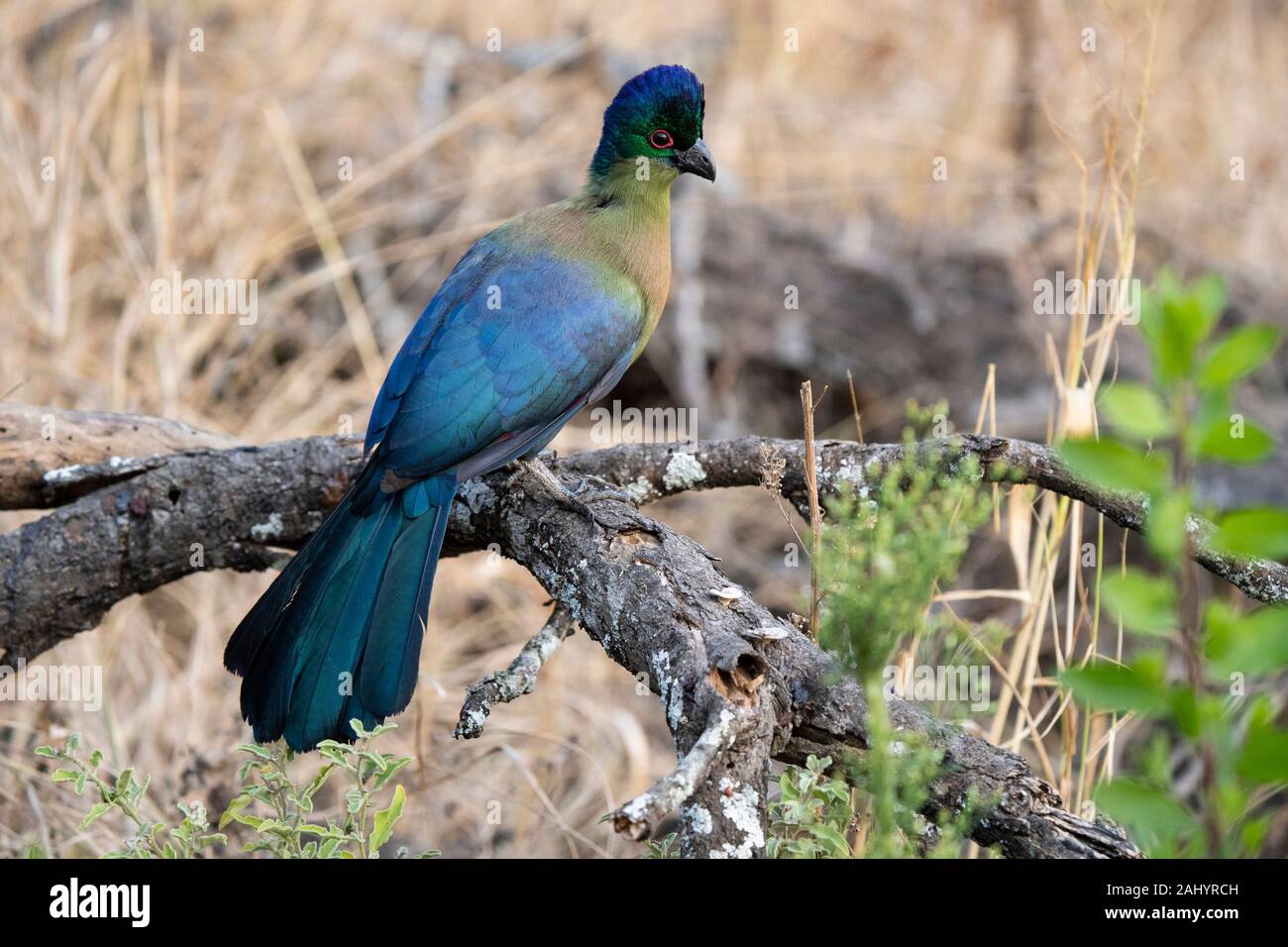 Purple-crested Turaco, Tauraco porphyreolophus, uMkhuze Game Reserve ...