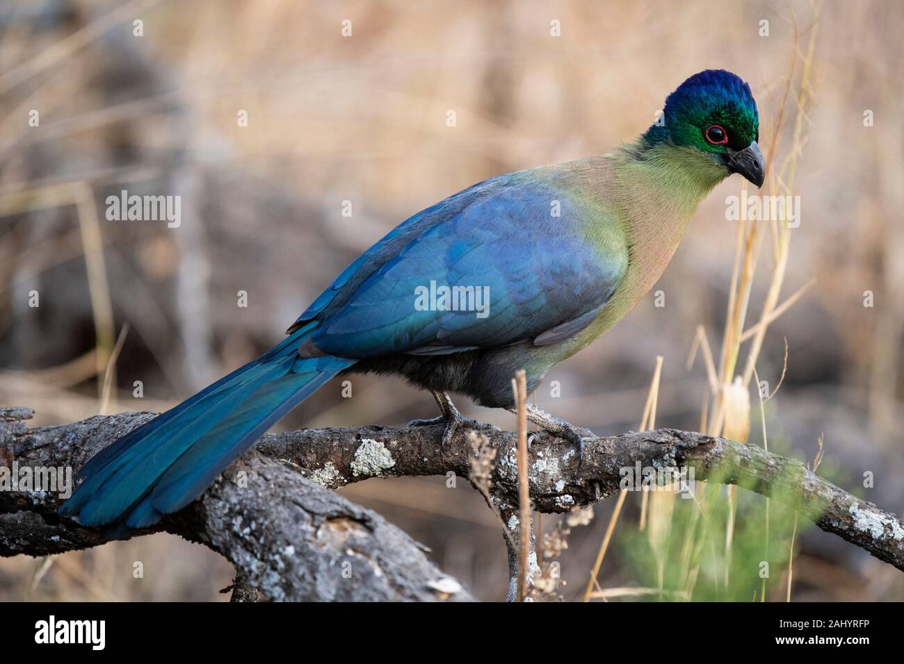 Purple-crested Turaco, Tauraco porphyreolophus, uMkhuze Game Reserve ...