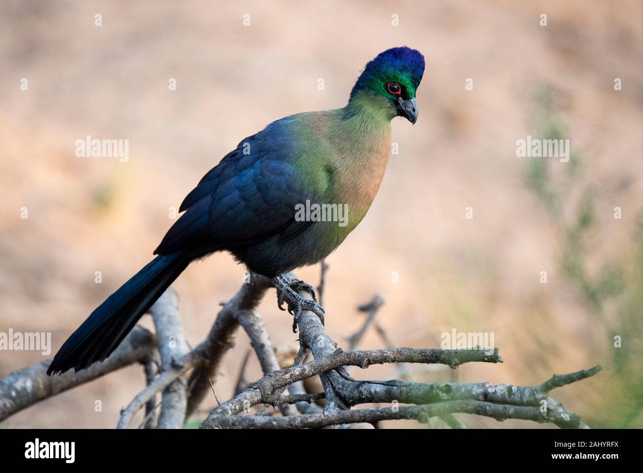 Purple-crested Turaco, Tauraco porphyreolophus, uMkhuze Game Reserve ...