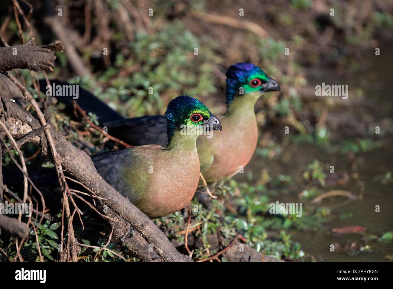 Purple-crested Turaco, Tauraco porphyreolophus, uMkhuze Game Reserve ...