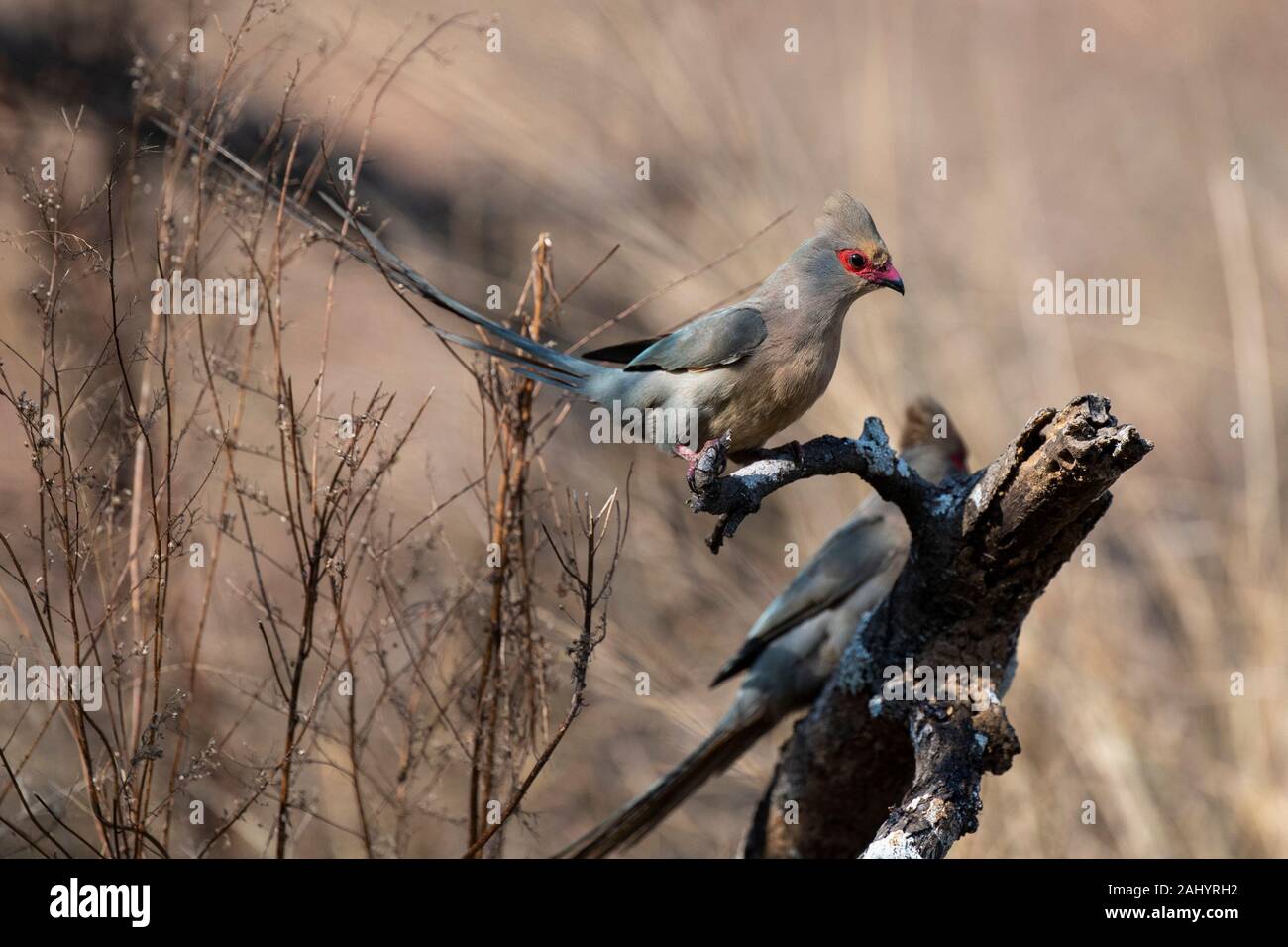 Red-faced mousebird, Urocolius indicus, uMkhuze Game Reserve, South ...