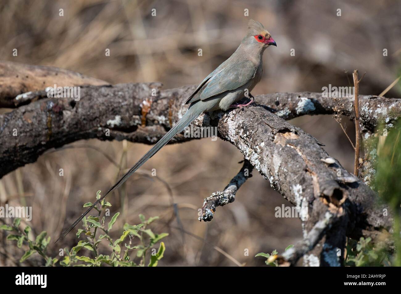 Red-faced mousebird, Urocolius indicus, uMkhuze Game Reserve, South ...