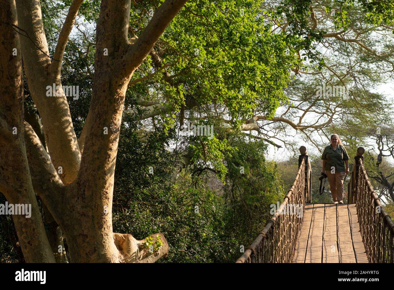 Tourist on the fig forest walk, uMkhuze Game Reserve, South Africa ...