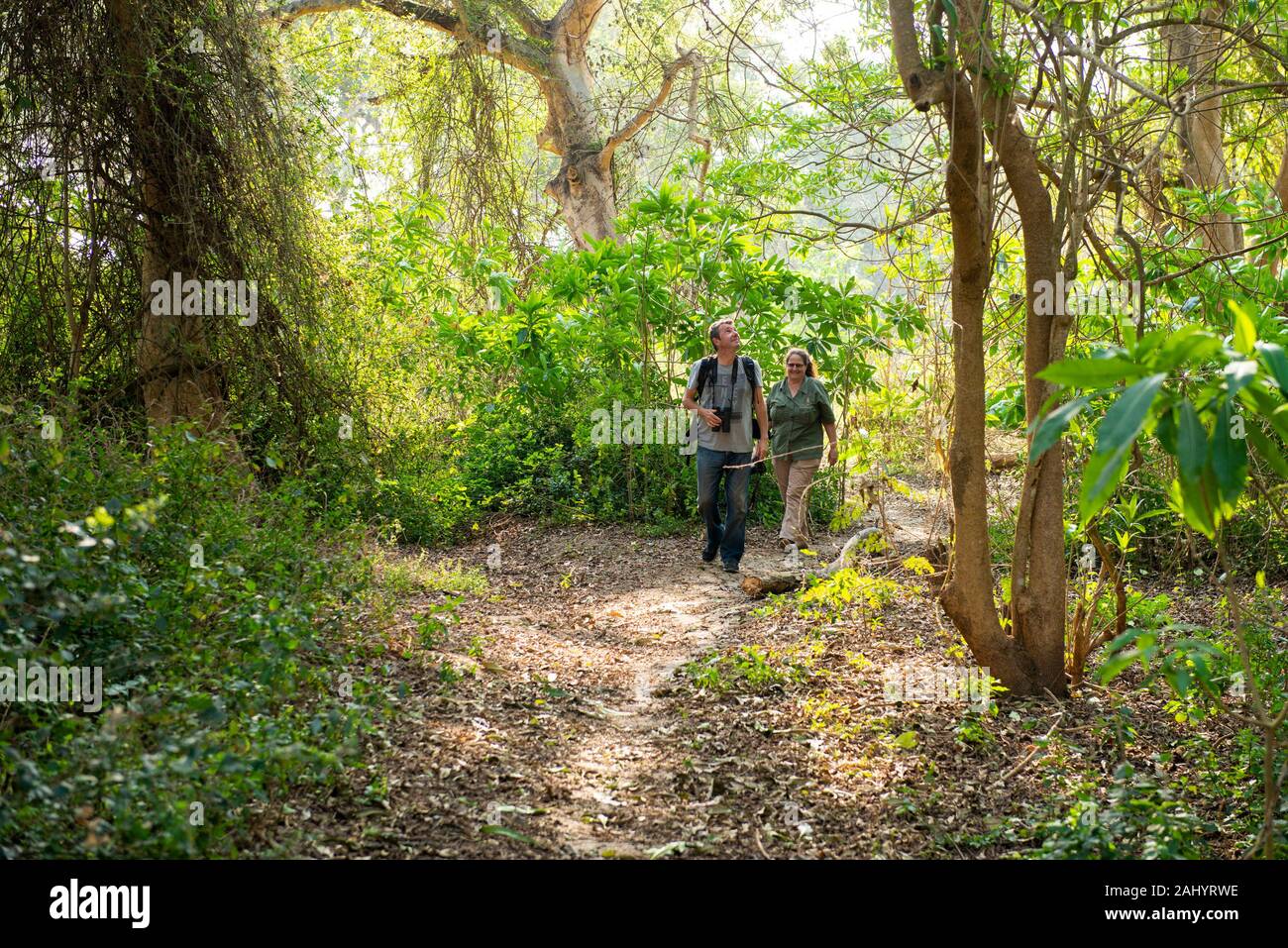 Bird watcher on the fig forest walk, uMkhuze Game Reserve, South Africa ...