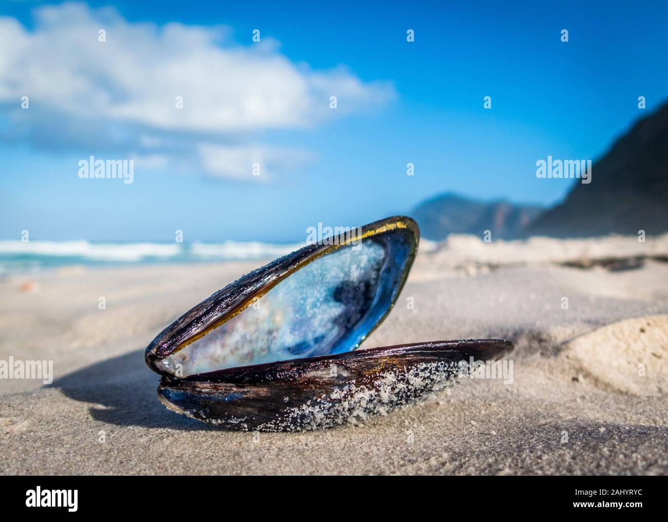 Mussel shell empty hi-res stock photography and images - Alamy