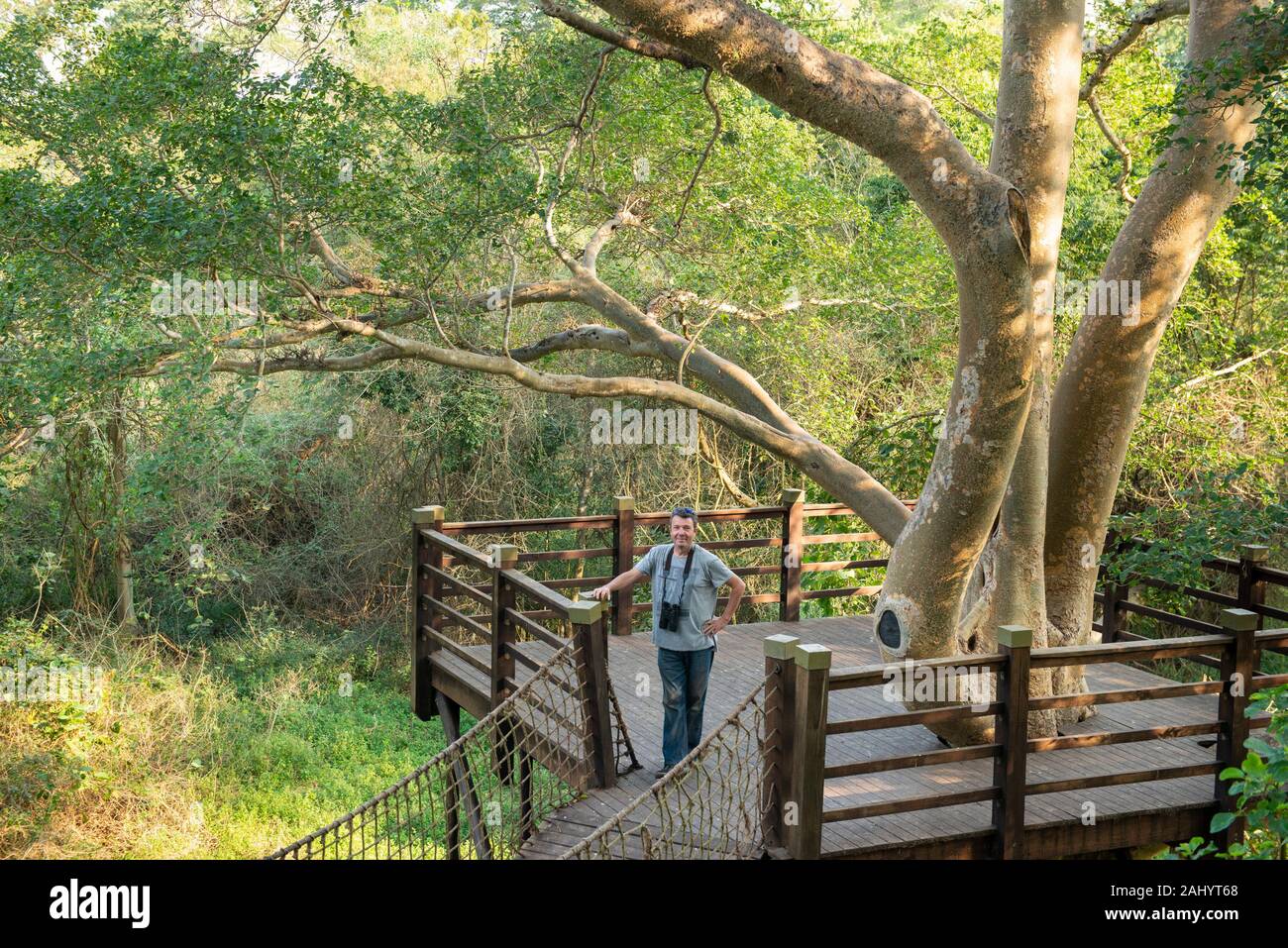 Bird watcher on the canopy walk with interlinking aerial platforms, Fig ...