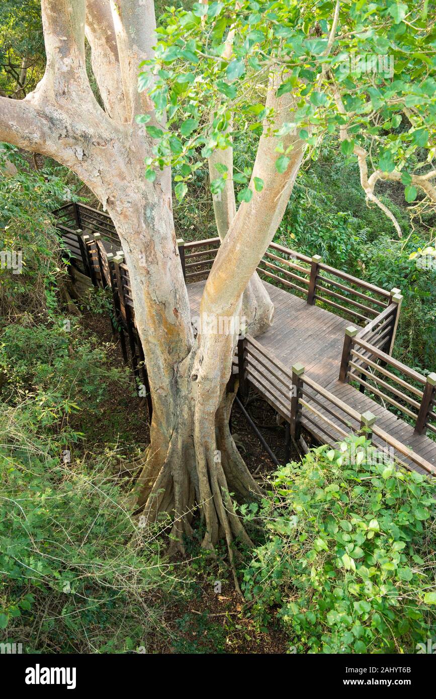 Canopy walk with interlinking aerial platforms, Fig forest walk ...