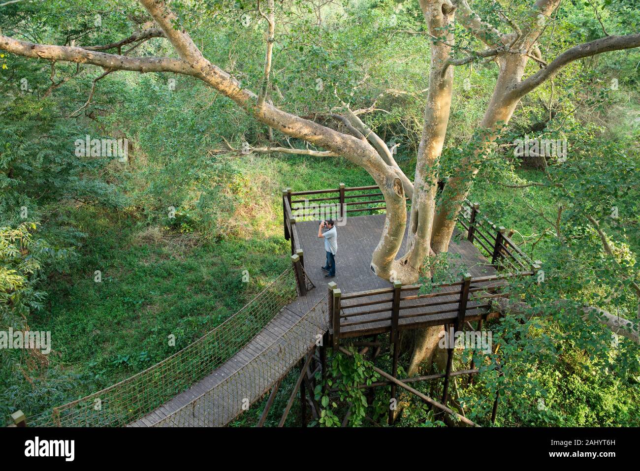Bird watcher on the canopy walk with interlinking aerial platforms, Fig ...