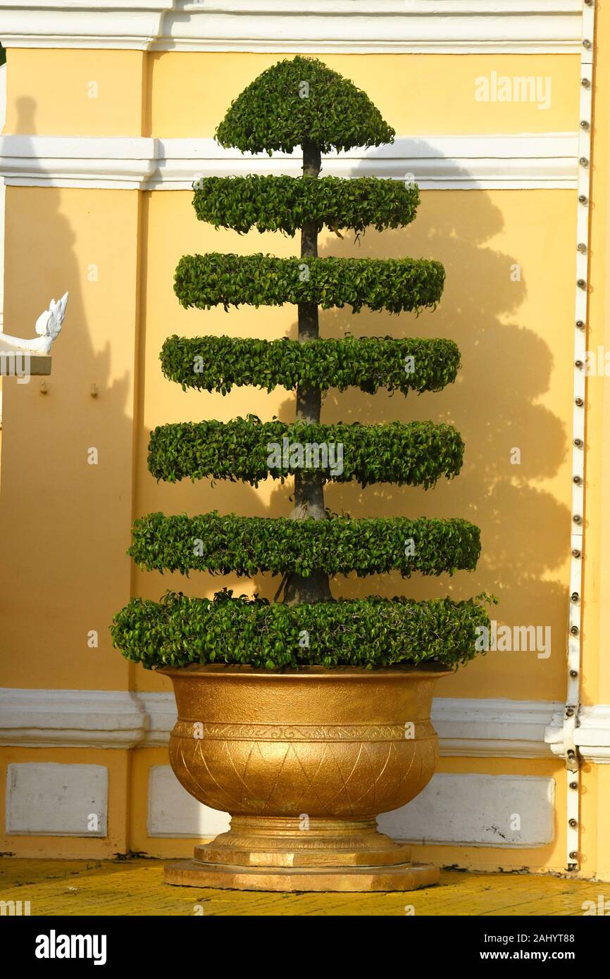 A tree at the entrance of royal palace,Phnom Penh,Cambodia,South Esat ...