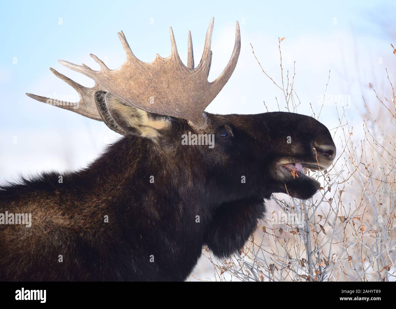 Bull moose side profile hi-res stock photography and images - Alamy