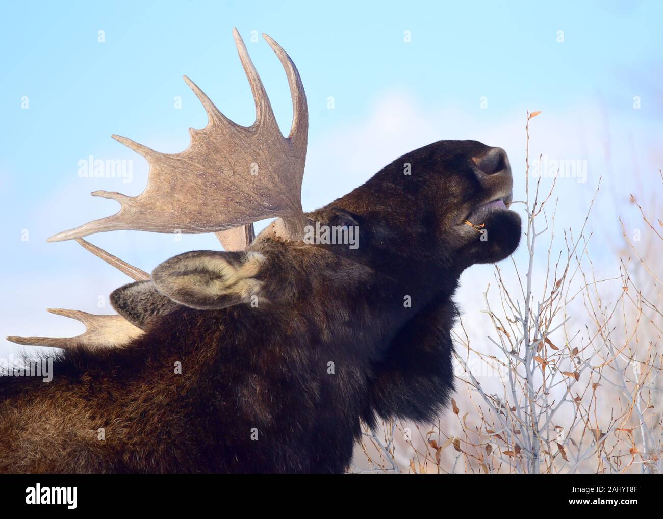 Bull moose side profile hi-res stock photography and images - Alamy