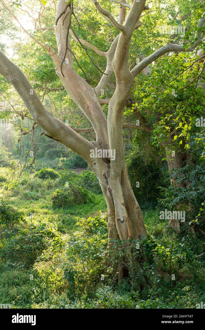 African fig tree hi-res stock photography and images - Alamy