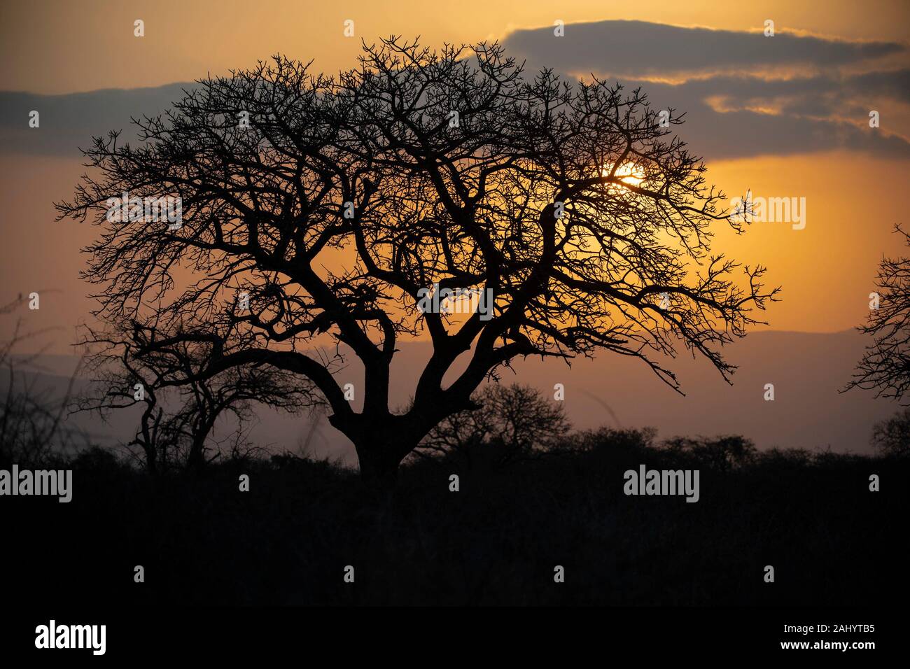 Tree at sunset, uMkhuze Game Reserve, South Africa Stock Photo - Alamy