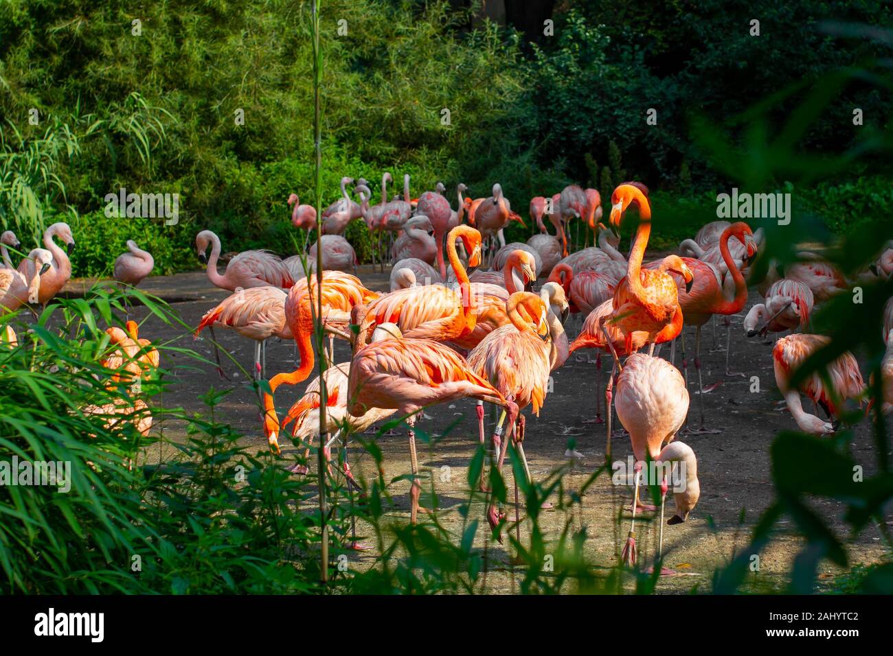 Pink flamingos close-up standing around green trees and bushes in ...