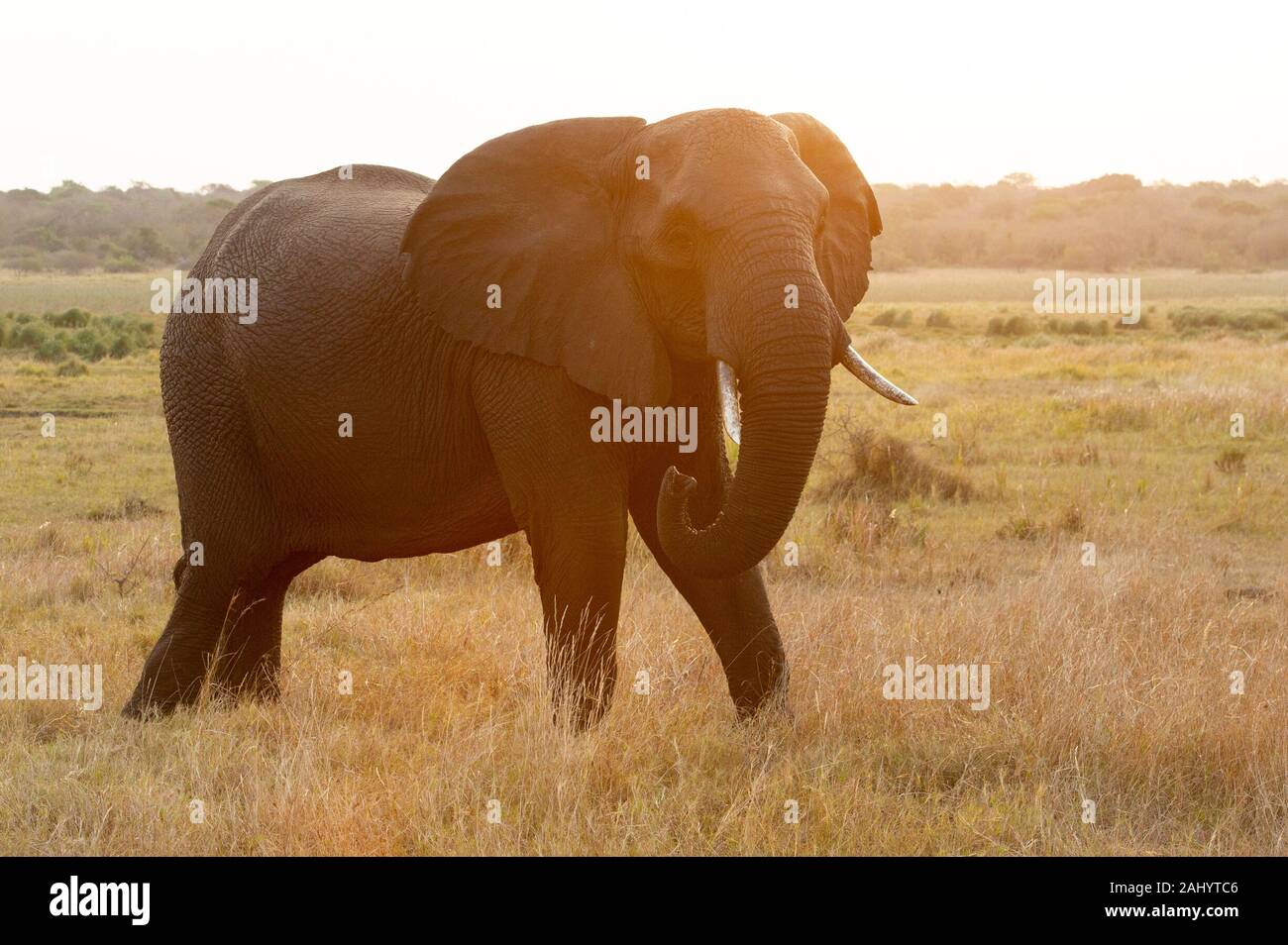 African elephant, Loxodonta africana africana, Tembe Elephant Park ...