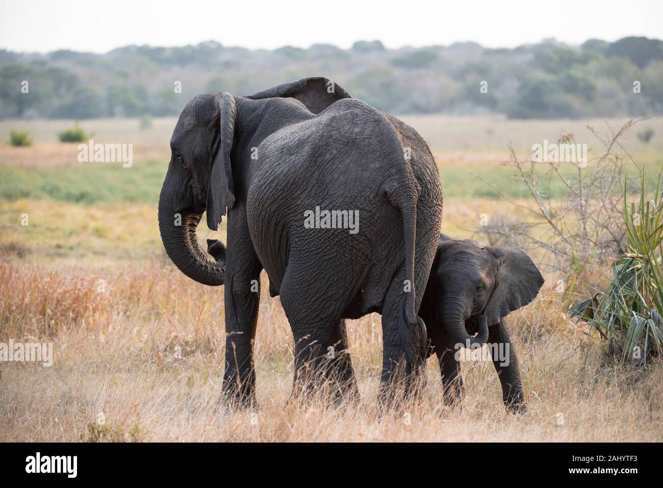 Young animal african elephant hi-res stock photography and images - Alamy