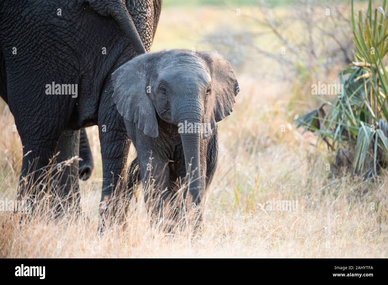 Young animal african elephant hi-res stock photography and images - Alamy