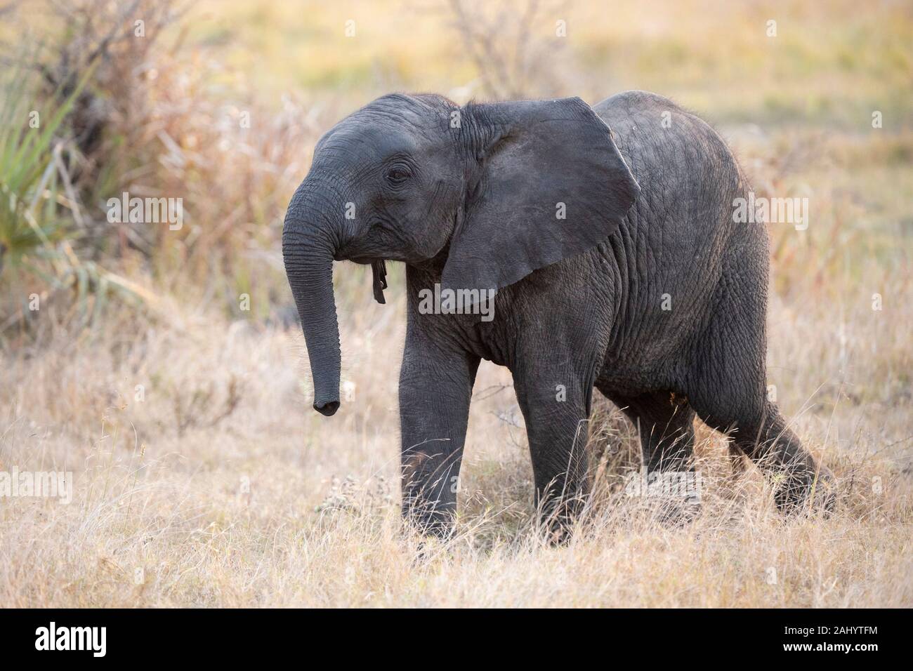 African elephant calf, Loxodonta africana africana, Tembe Elephant Park ...