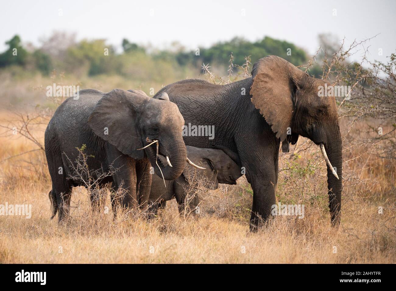 African elephant, Loxodonta africana africana, Tembe Elephant Park ...