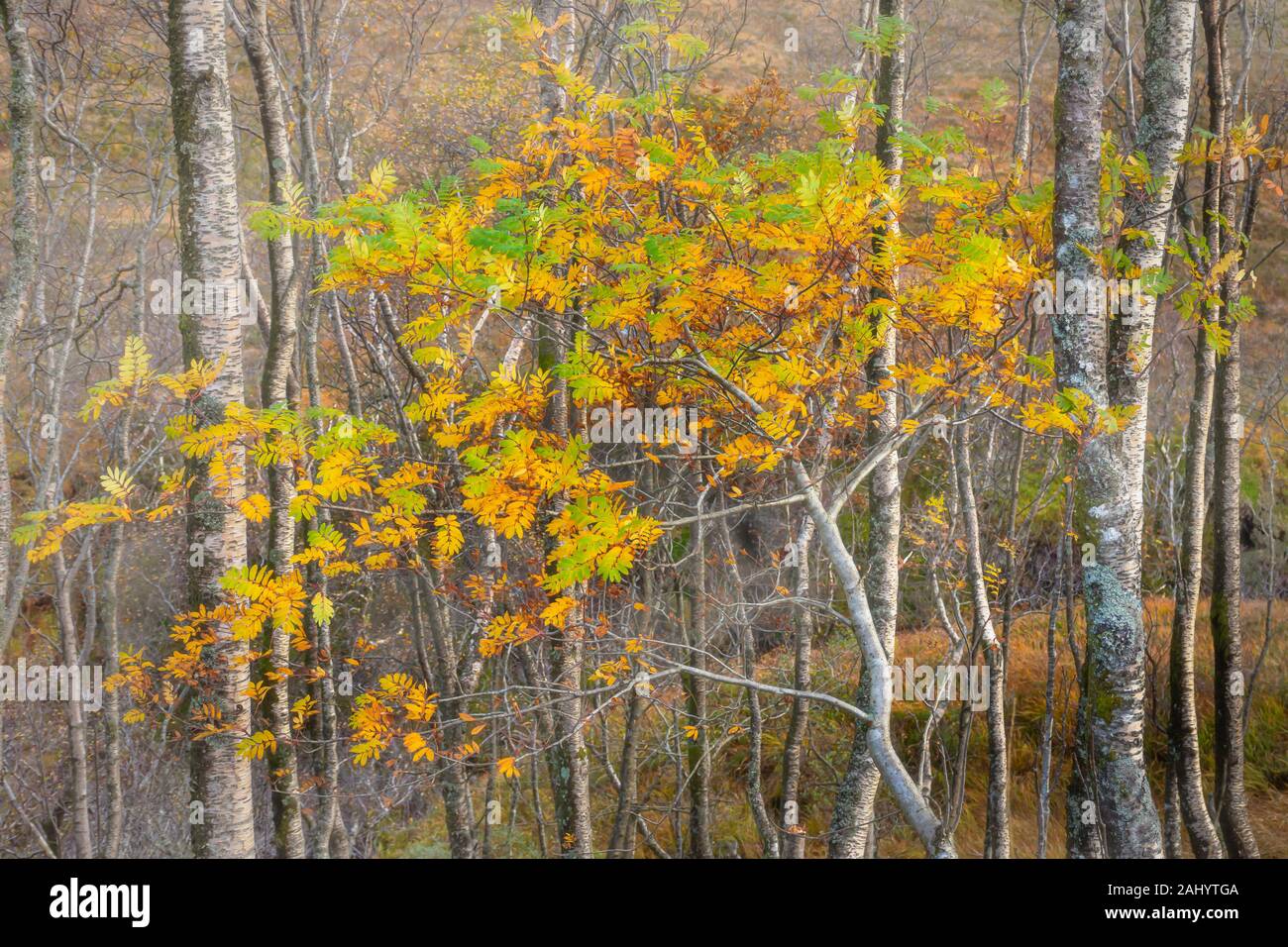 Ash tree with leaves changing colour from green to yellow growing in ...