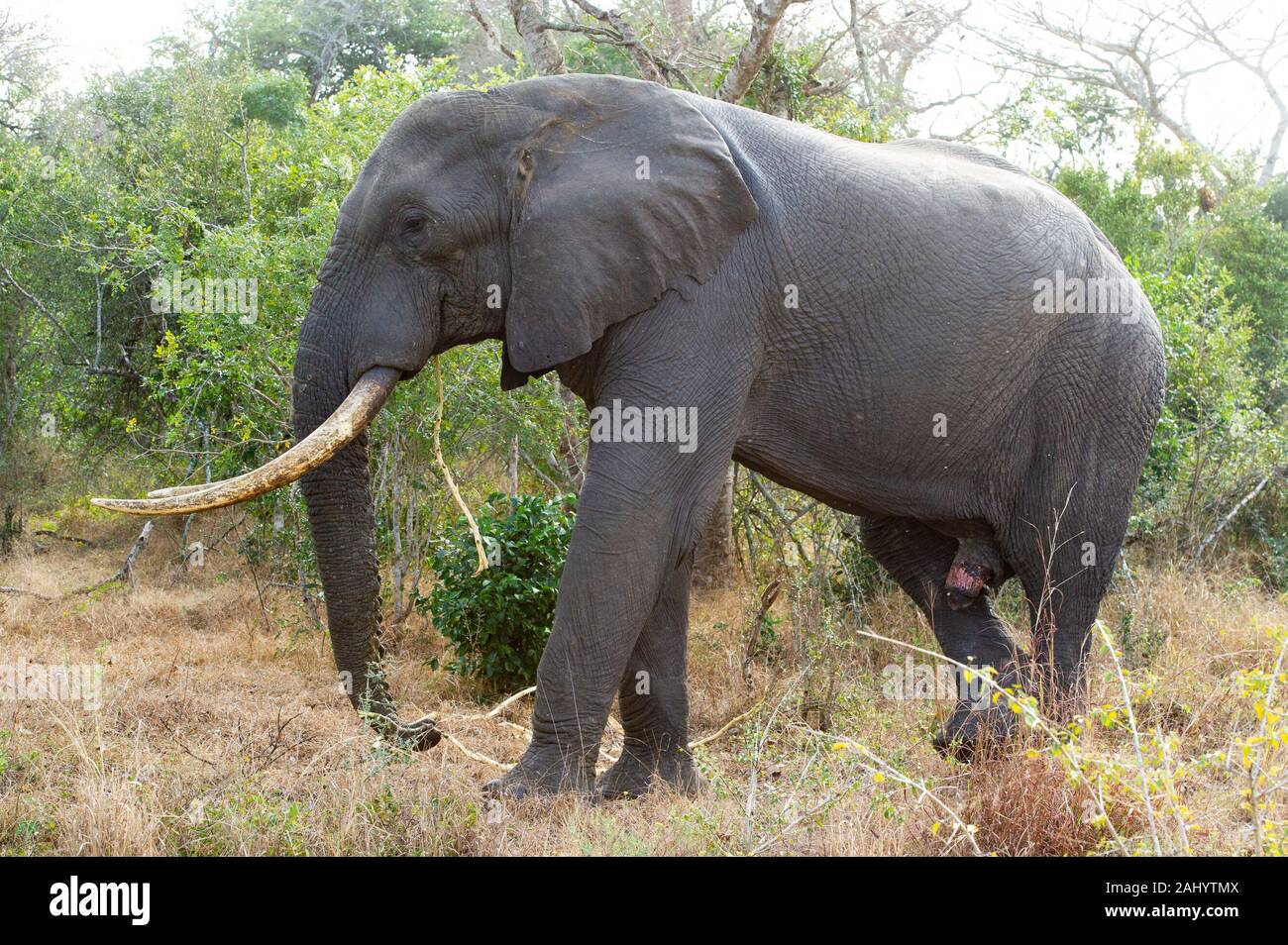 African elephant, Loxodonta africana africana, Tembe Elephant Park ...