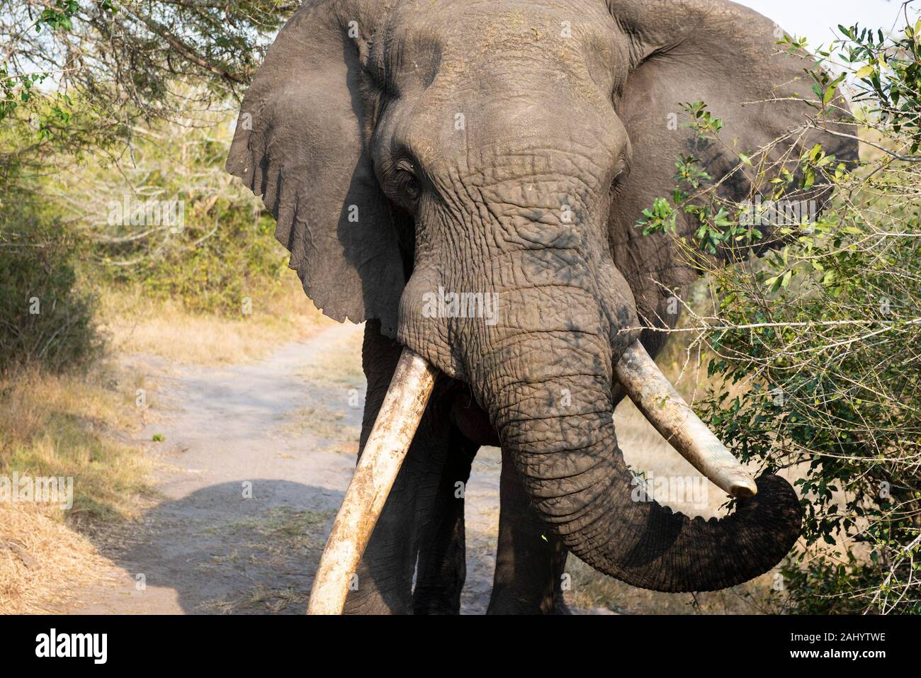 African elephant bull, Loxodonta africana africana, Tembe Elephant Park ...