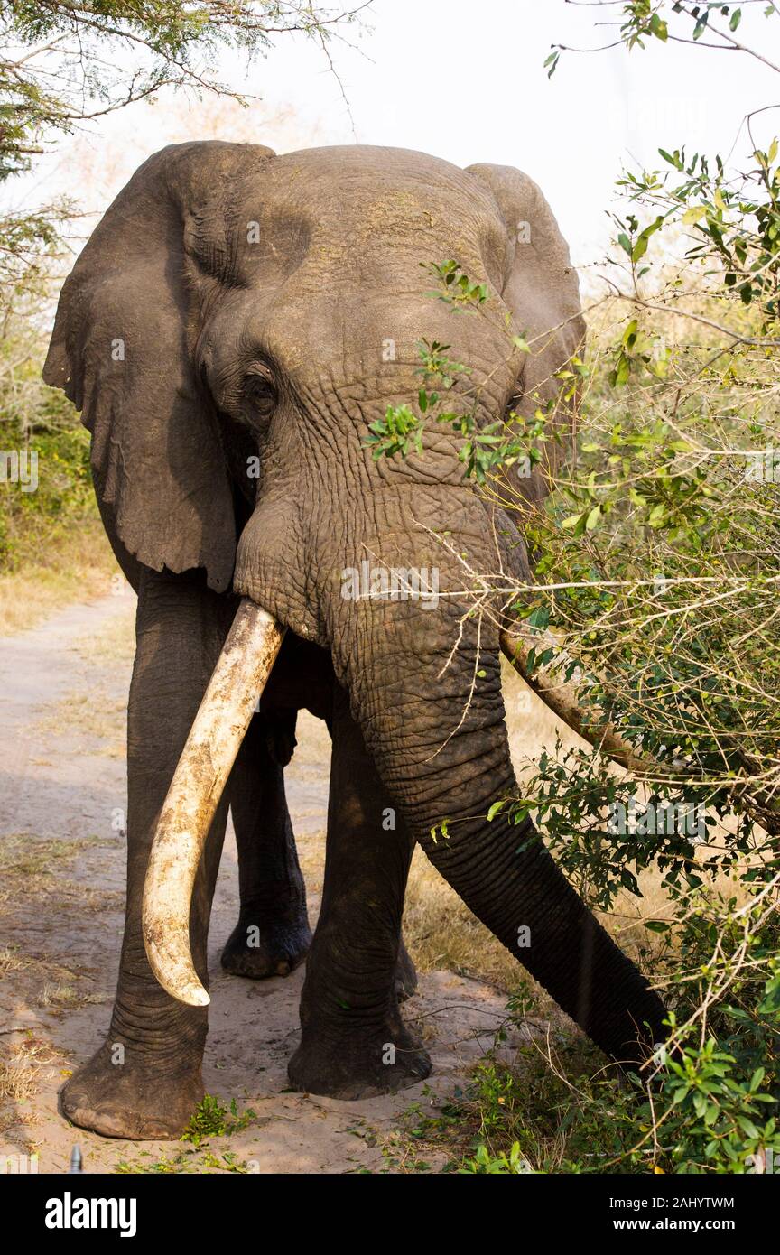 African elephant bull, Loxodonta africana africana, Tembe Elephant Park ...