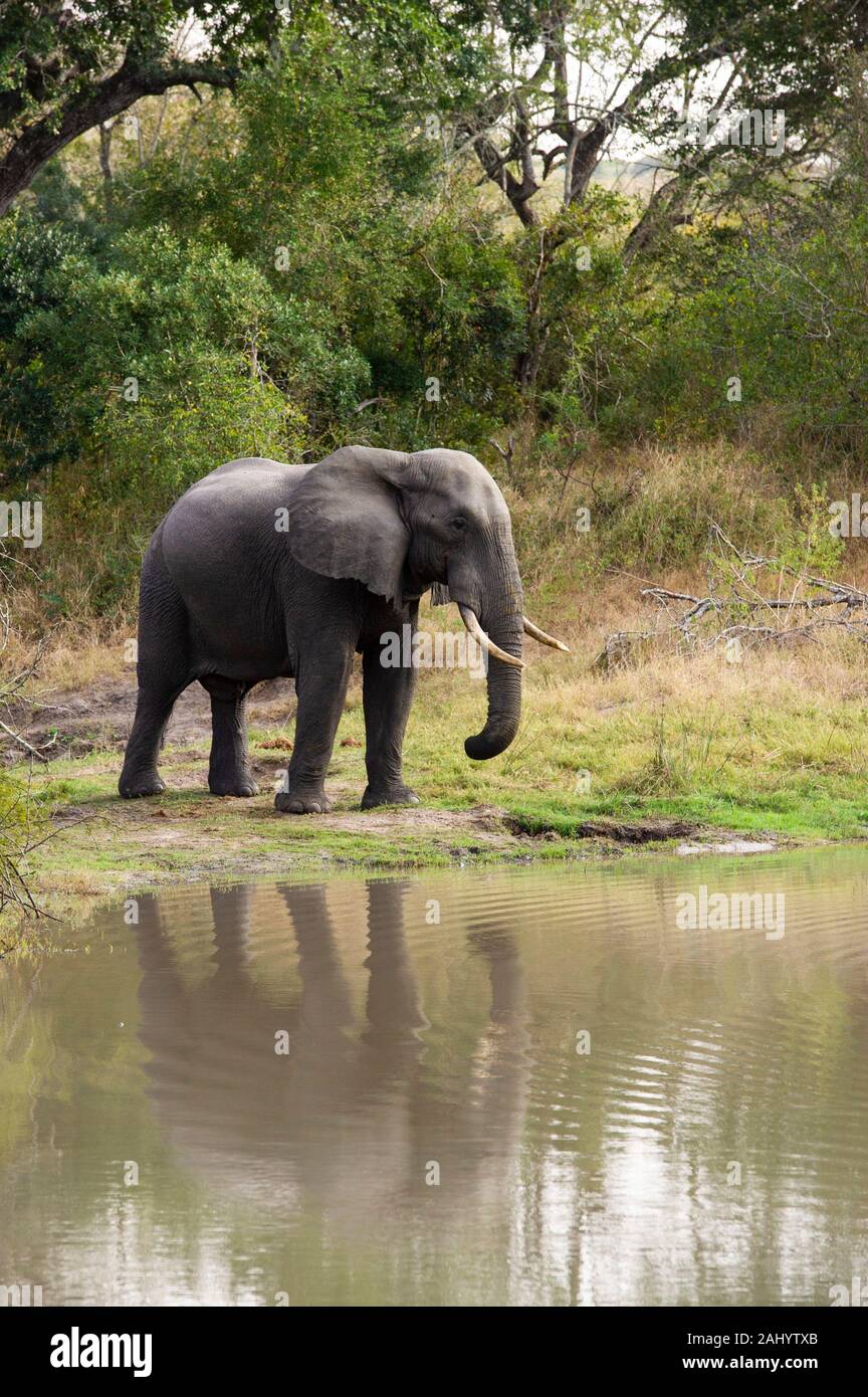 African elephant, Loxodonta africana africana, Tembe Elephant Park ...