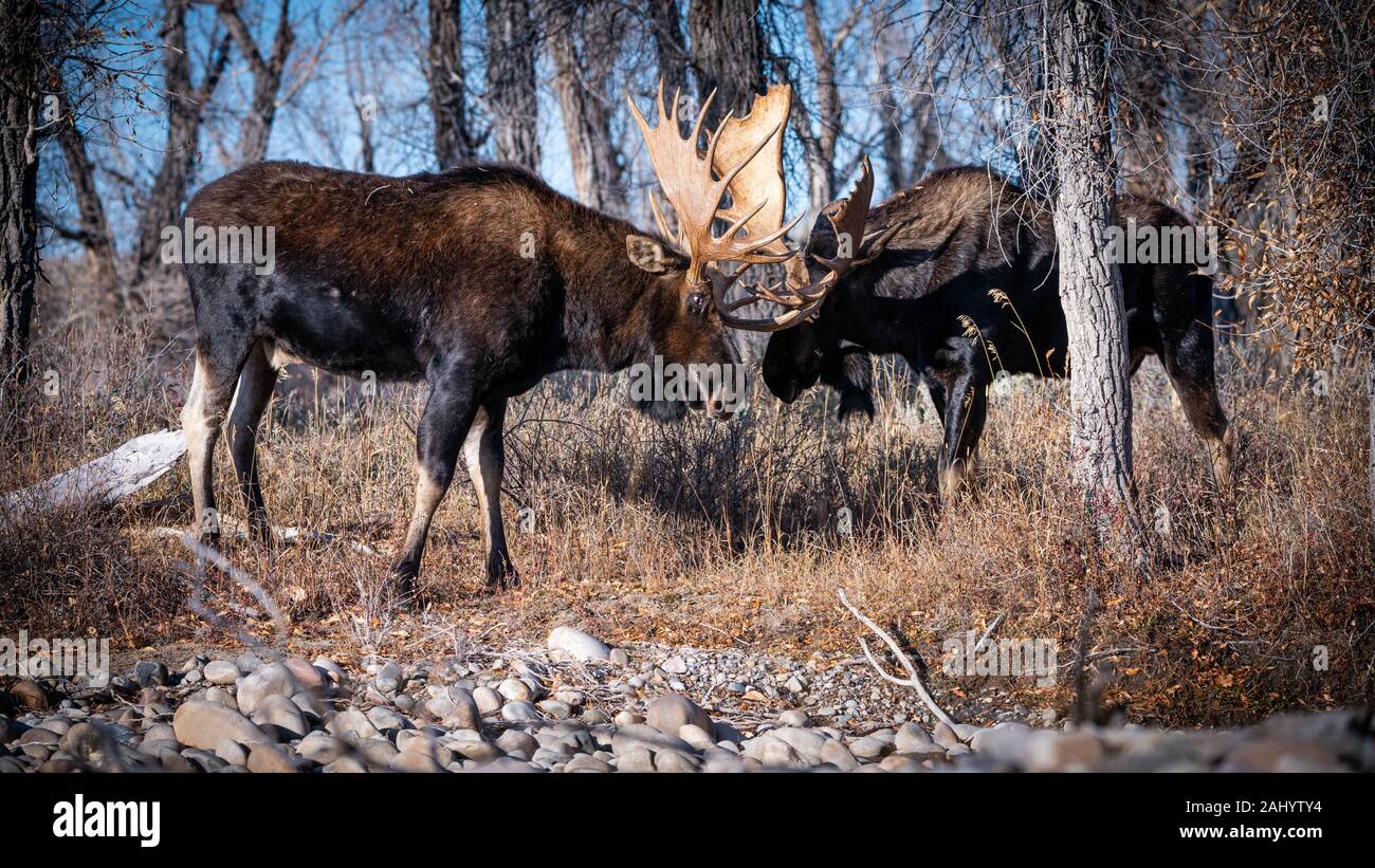 A pair of bull moose lock antlers in a display of dominance during the ...