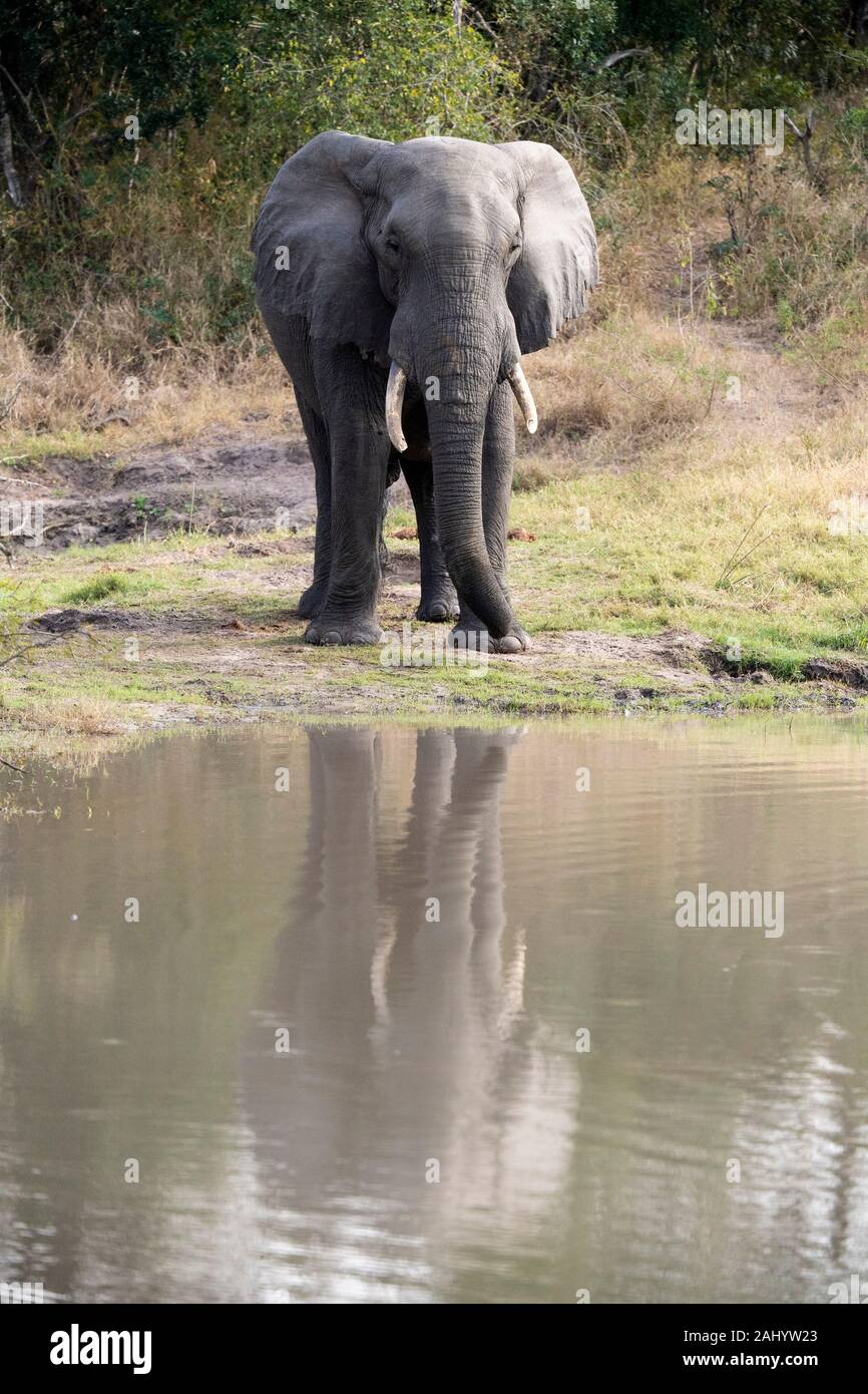 African elephant, Loxodonta africana africana, Tembe Elephant Park ...