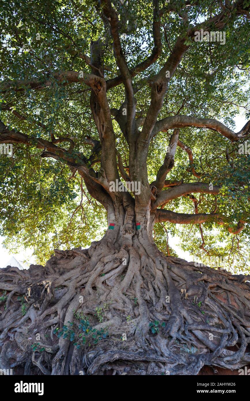 Ficus tree hi-res stock photography and images - Alamy