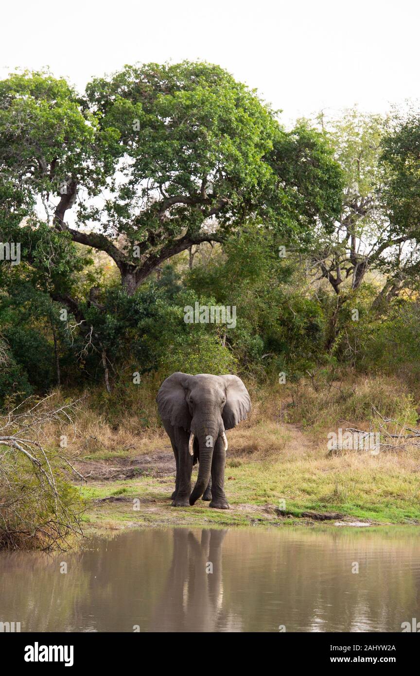 African elephant, Loxodonta africana africana, Tembe Elephant Park ...