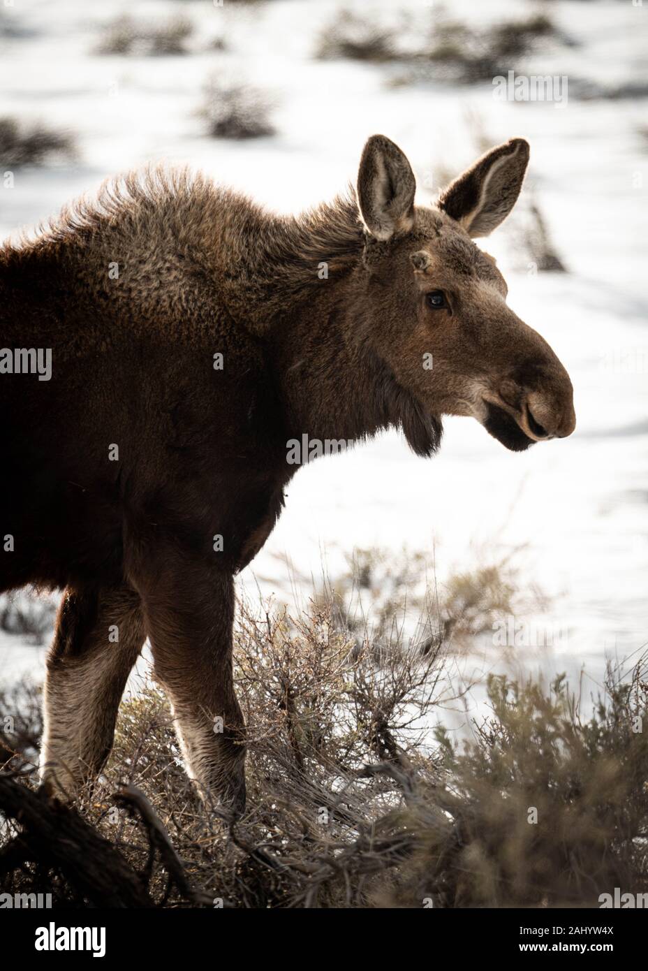A female moose forages in snow during spring in the Grand Teton ...
