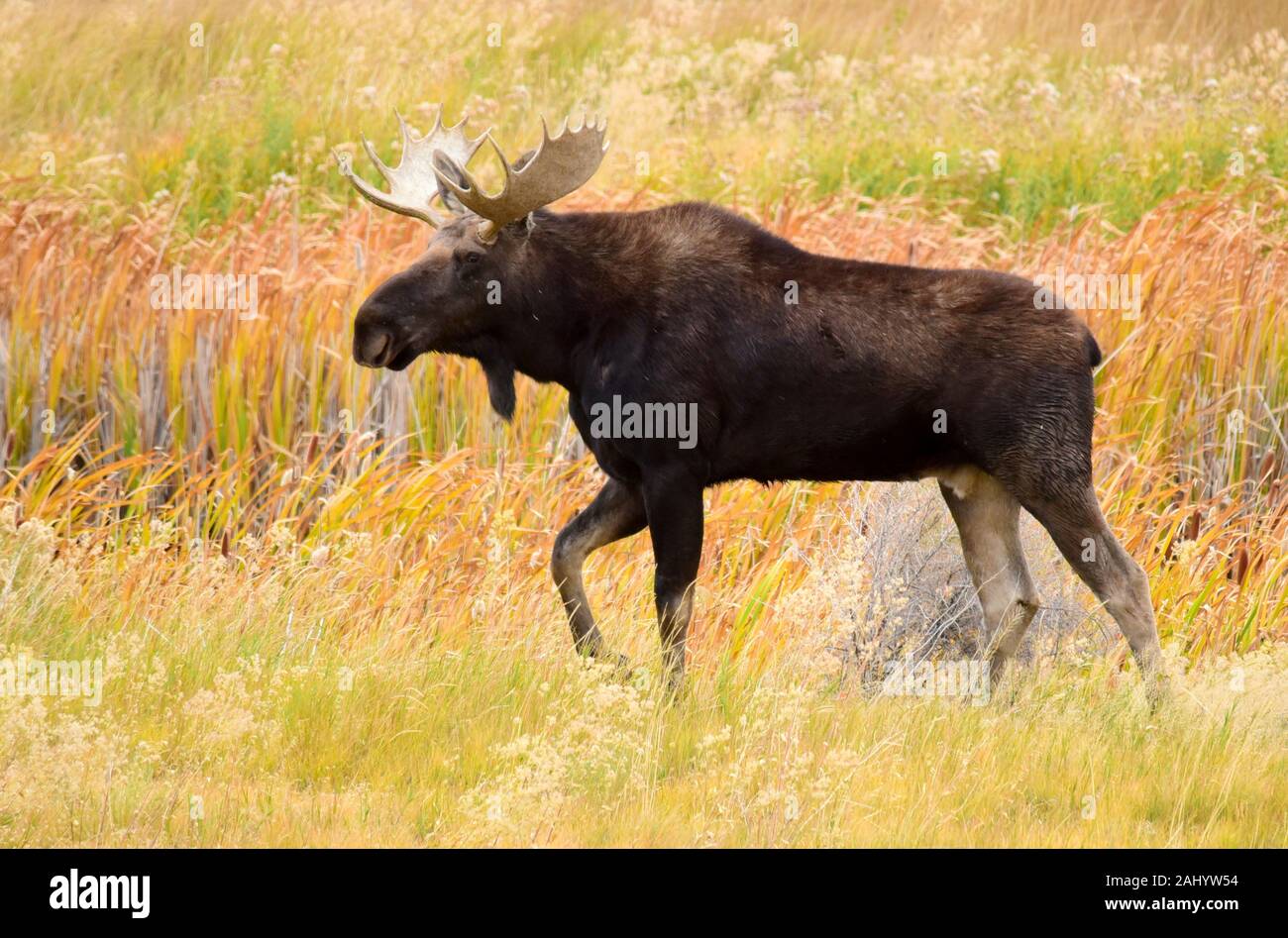 Moose mating hi-res stock photography and images - Alamy