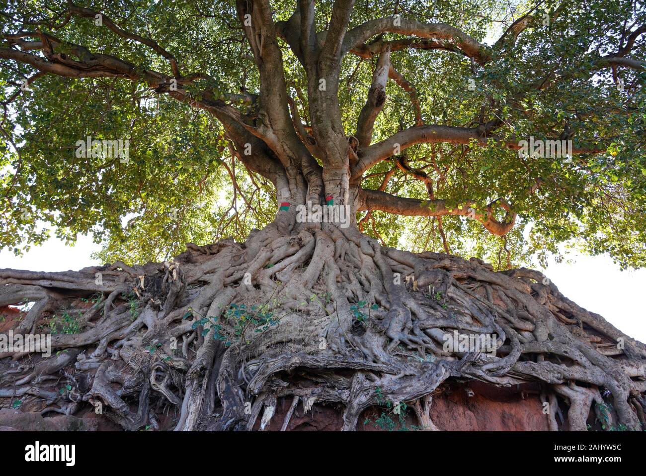 Ficus tree hi-res stock photography and images - Alamy