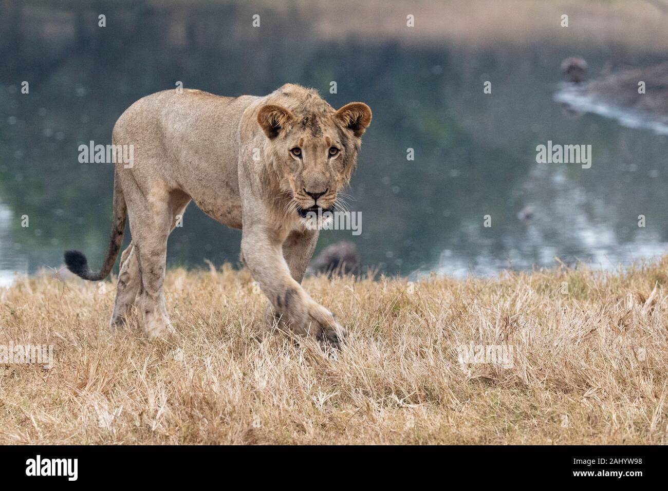 Young male lion, Panthera leo, Tembe Elephant Park, South Africa Stock ...
