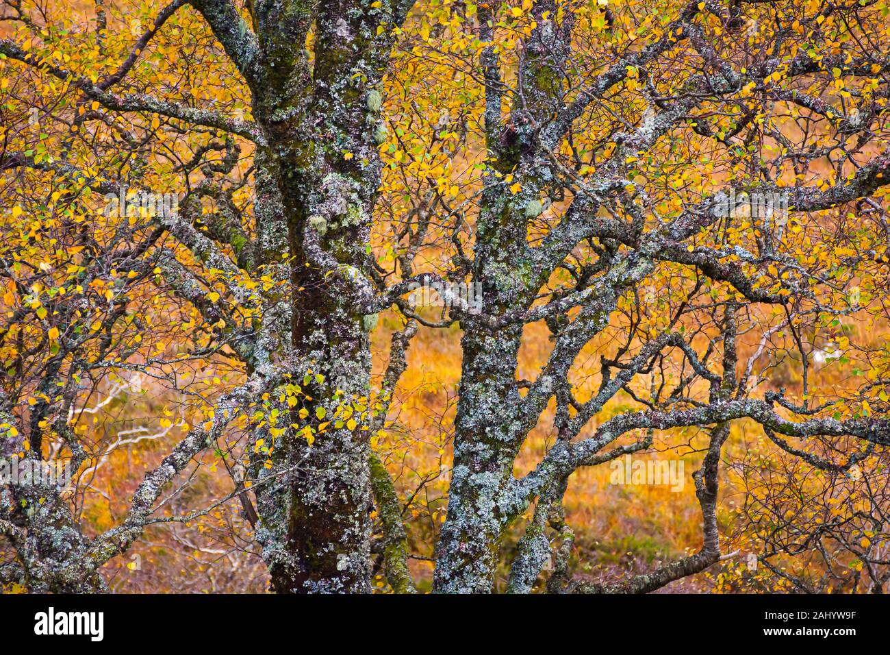 October woodland scene.Tree trunks with twisted branches covered with ...