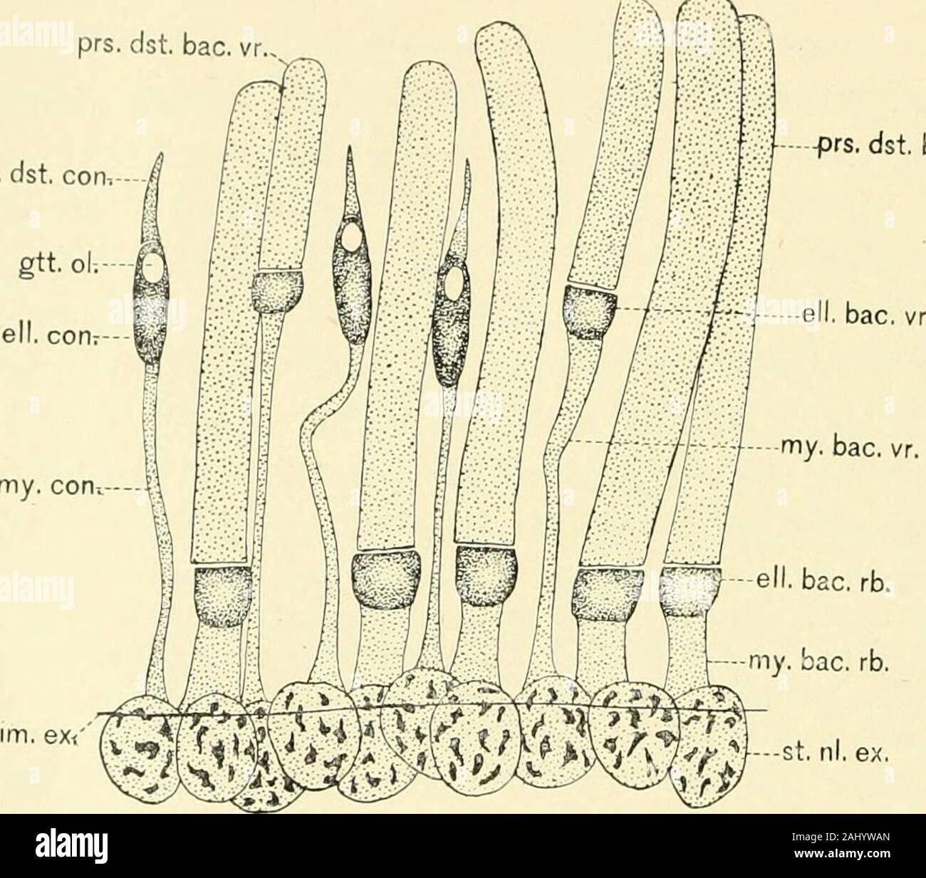 Journal of comparative neurology . rods of certain amphibians exhibit ...