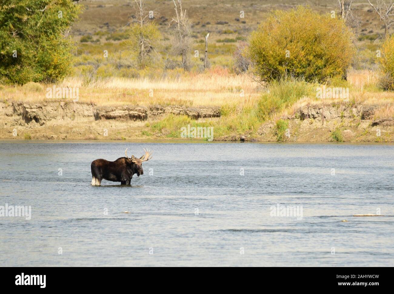 A bull moose walks through the Green River during the rut mating season ...