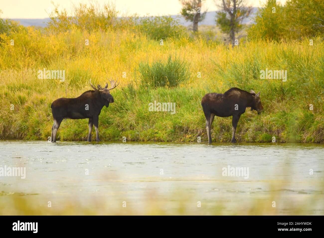 Male follows female during breeding season hi-res stock photography and ...