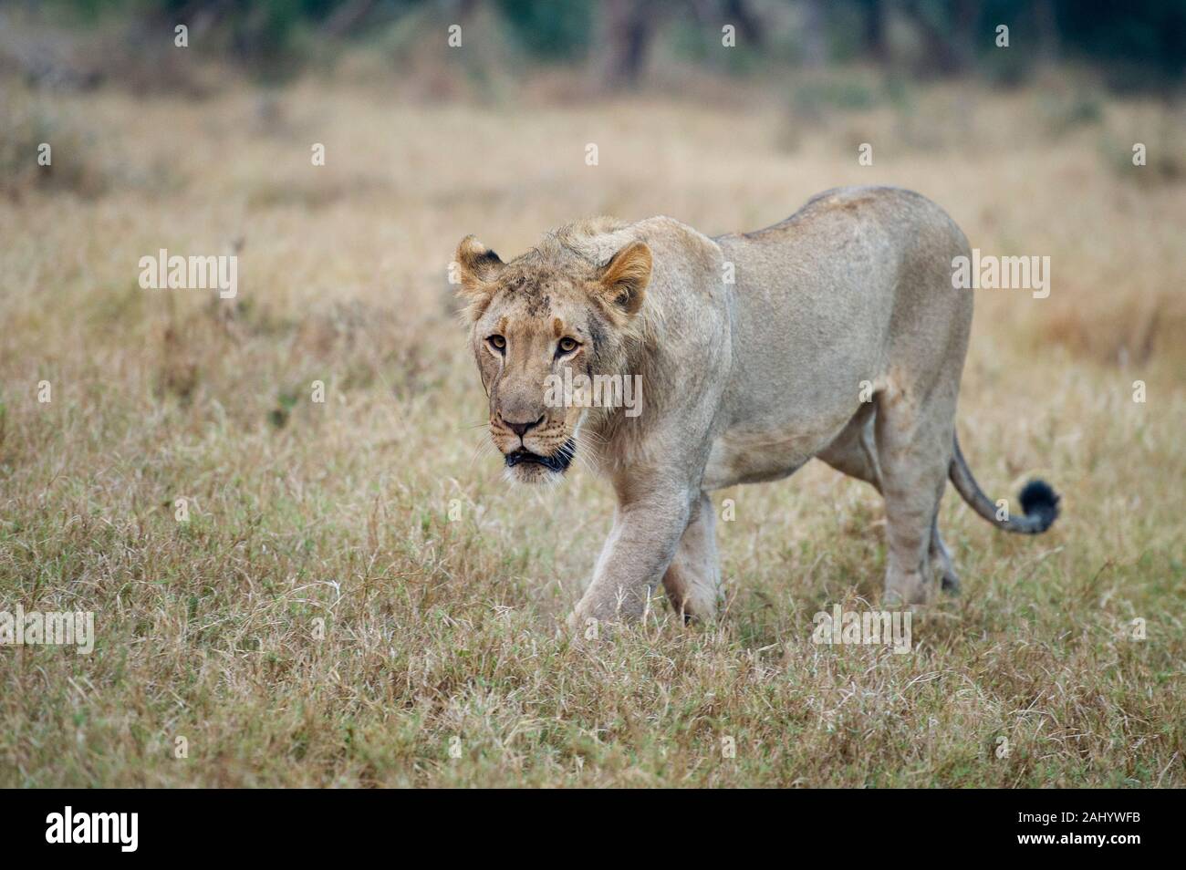 Young male lion, Panthera leo, Tembe Elephant Park, South Africa Stock ...
